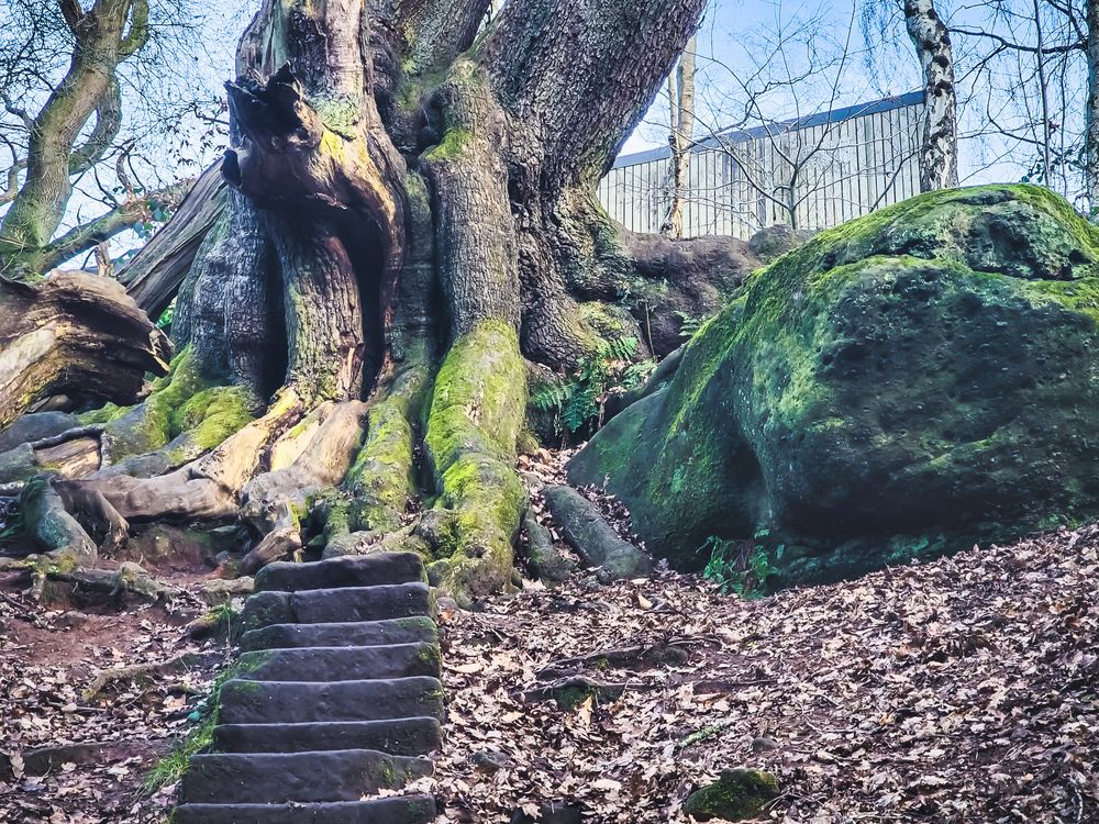 The Chained Oak - The Facts Behind the Folklore