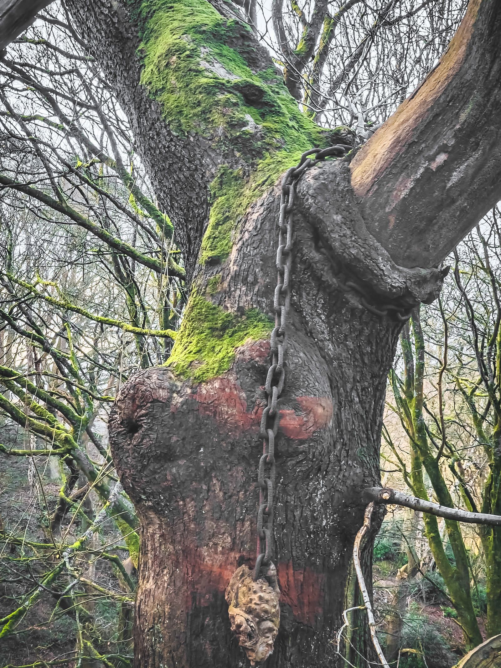 The Chained Oak - The Facts Behind the Folklore