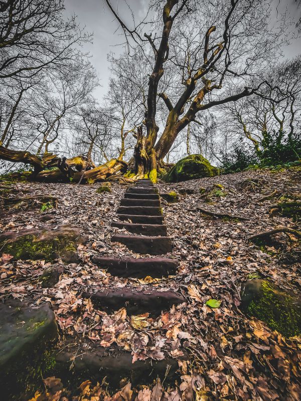 The Chained Oak - The Facts Behind the Folklore